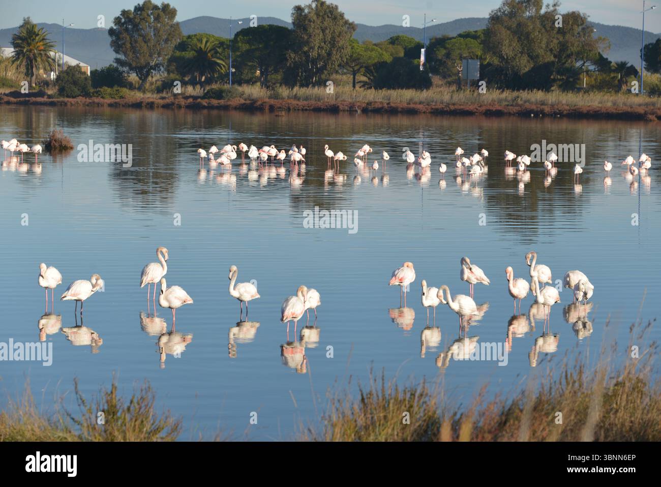 Pink flamingos and their reflection in the old salt marshes of Hyeres ...