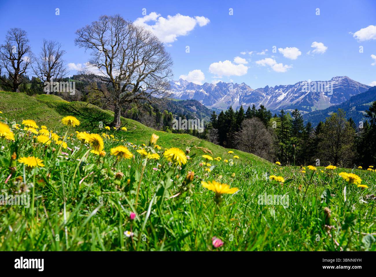 Europe, Switzerland, Canton of St. Gallen, Toggenbug, Spring in the ...