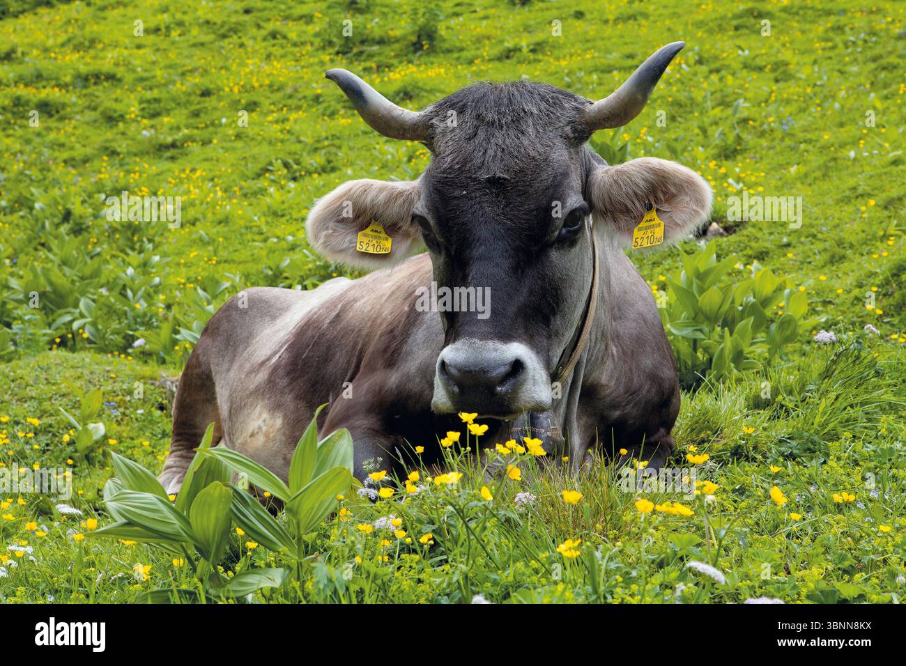 Cow on the mountain pasture, gray cattle breed, summer Stock Photo - Alamy