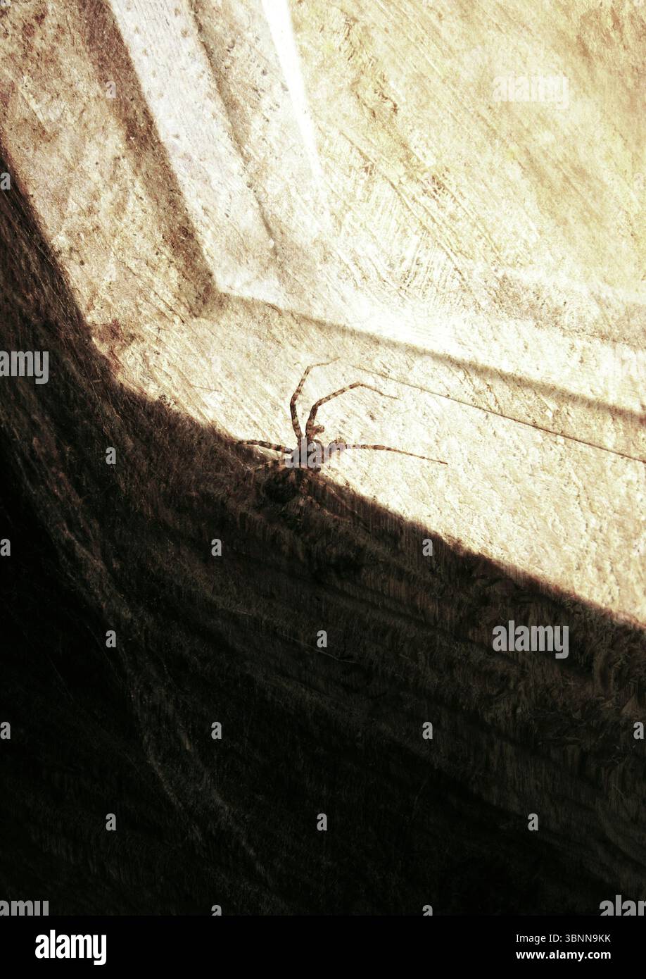 Creepy spider crawling on hi-res stock photography and images - Alamy