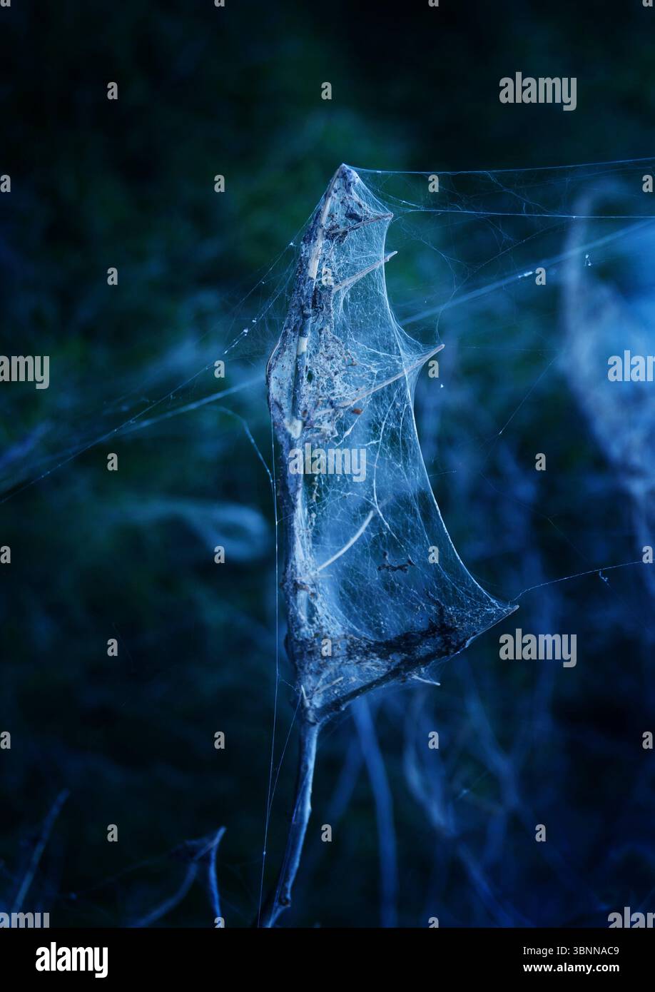 Branches hung with spider webs Stock Photo - Alamy