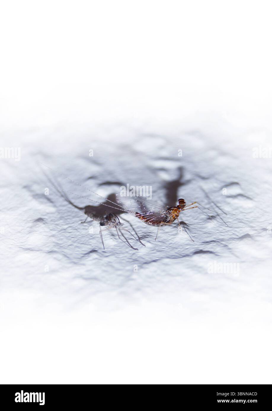 Metamorphosis of an insect, shell and new form with wings Stock Photo ...