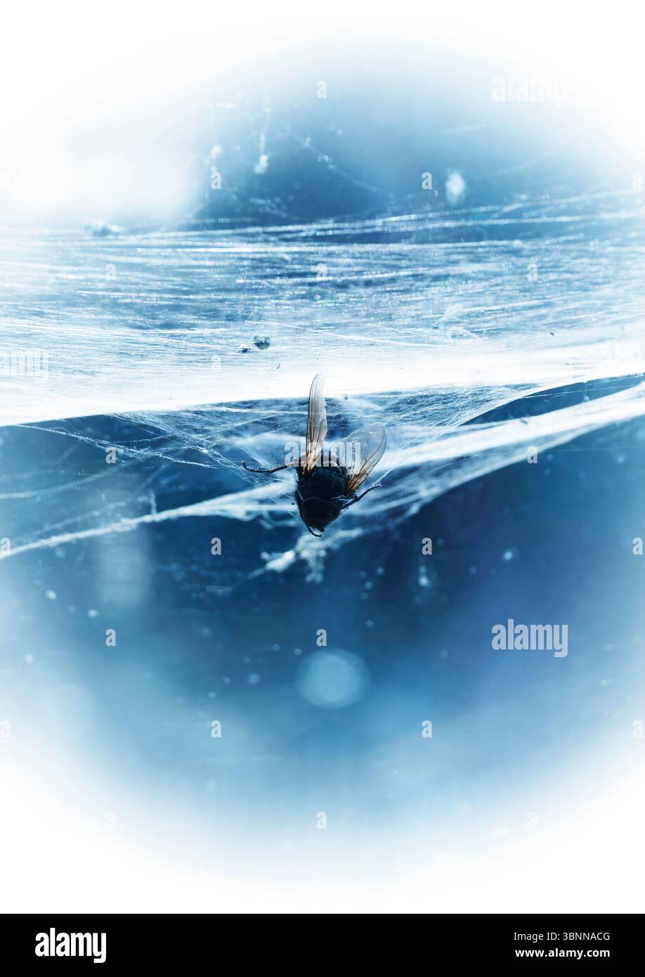 Fly caught in spiders web hi-res stock photography and images - Alamy