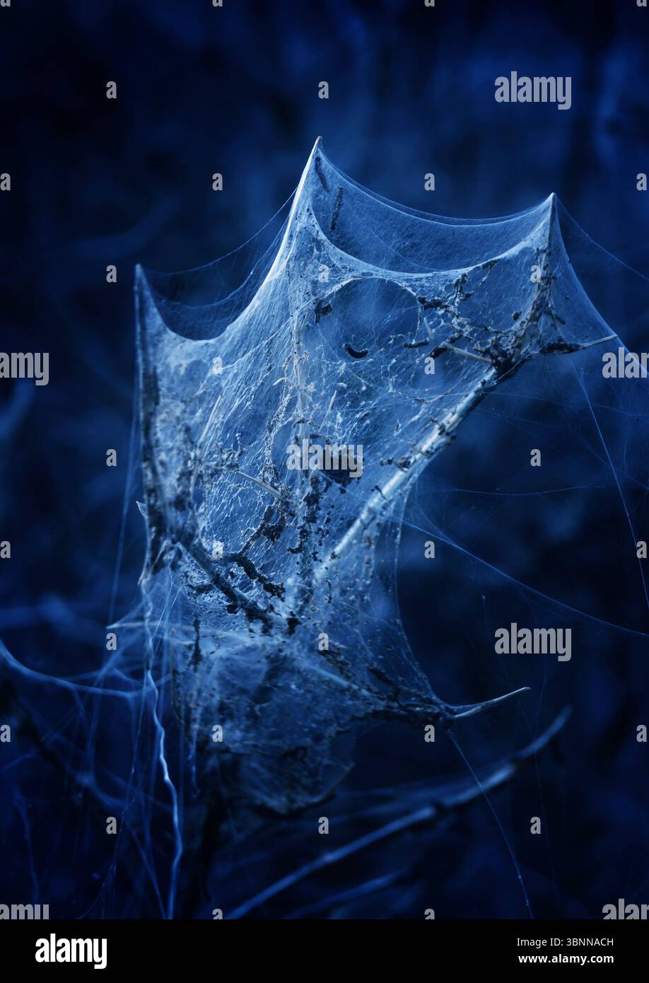 Branches hung with spider webs Stock Photo - Alamy
