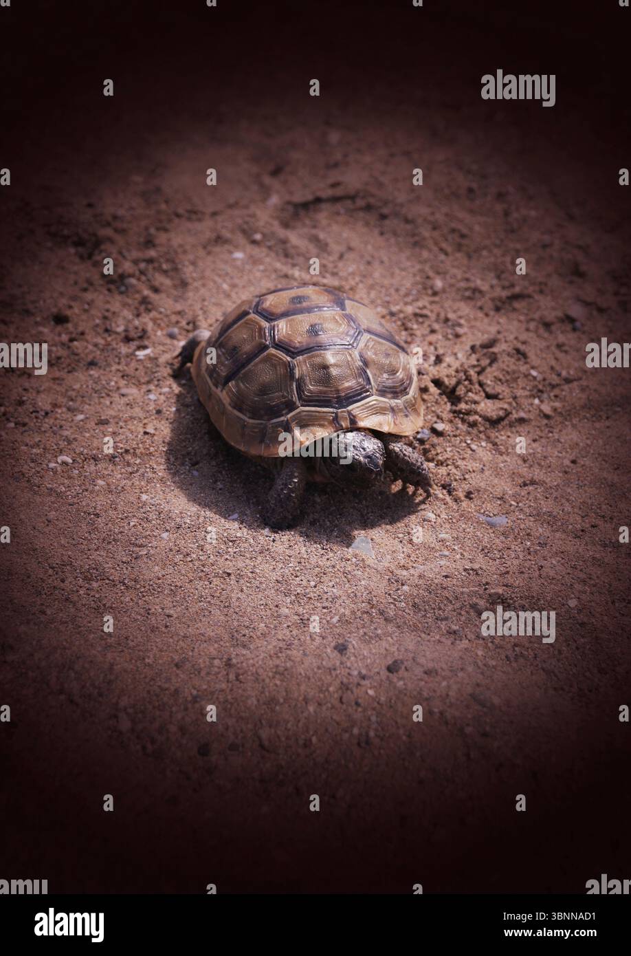 Turtle steps hi-res stock photography and images - Alamy