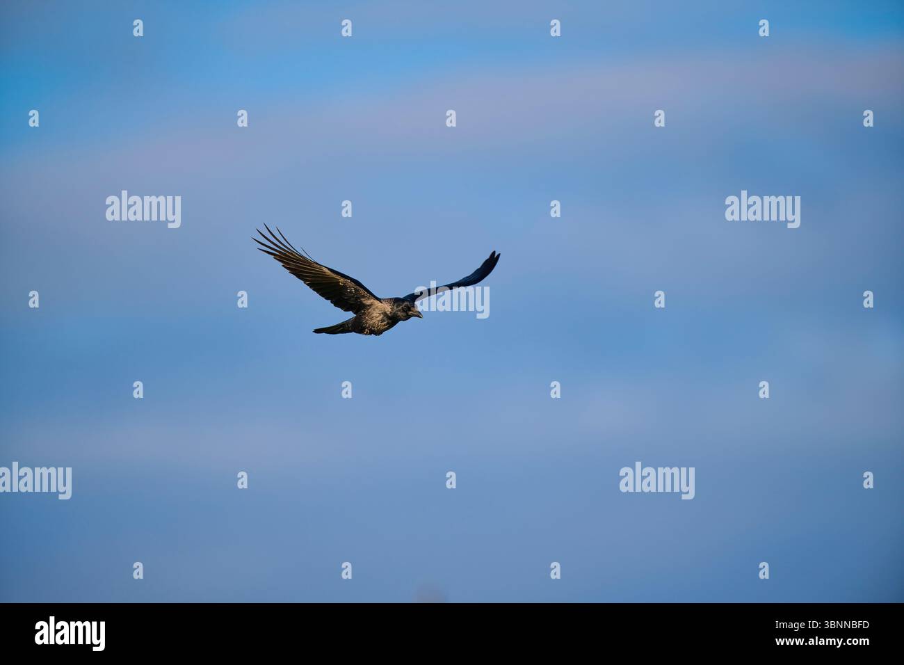 Hooded crow (Corvus cornix) flying in the sky at sunset, wildlife ...
