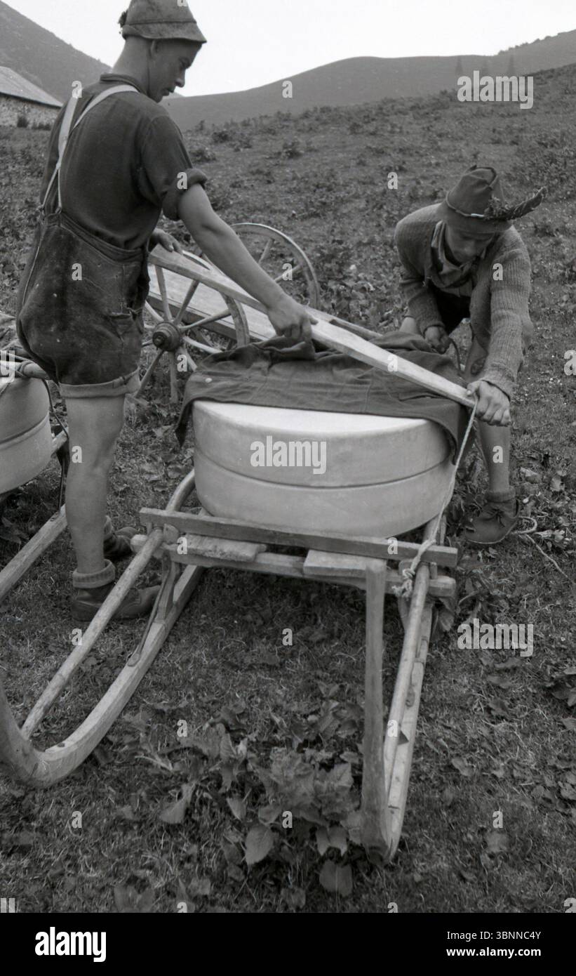 Cheese pulling, men loading cheese onto sledges, Zipfelsalpe, Allgäu ...