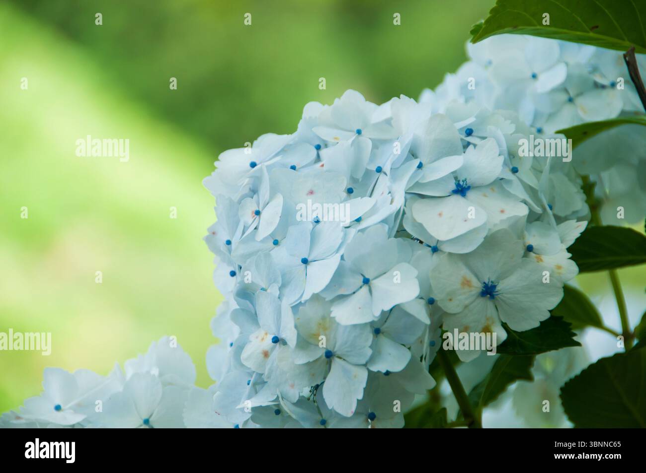 Hydrangeas are the typical flowers of the Azores Islands Stock Photo ...