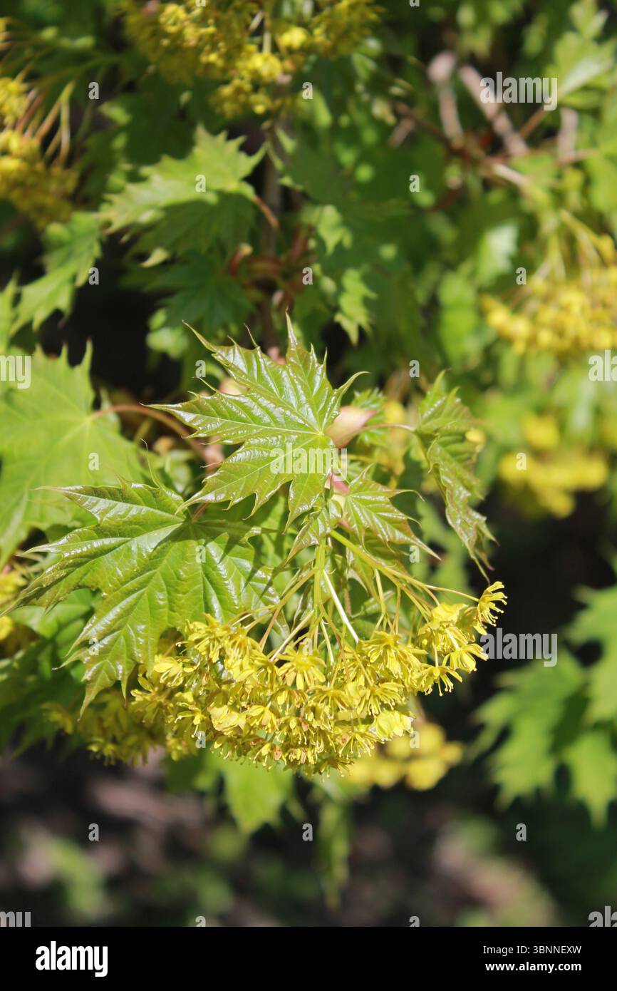 Dwarf norway maple hi-res stock photography and images - Alamy
