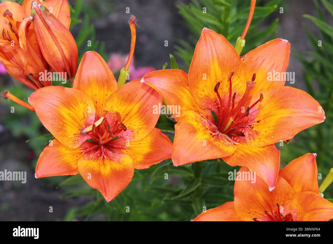 Brightly orange lily flowers. Beautiful flowers with orange petals ...