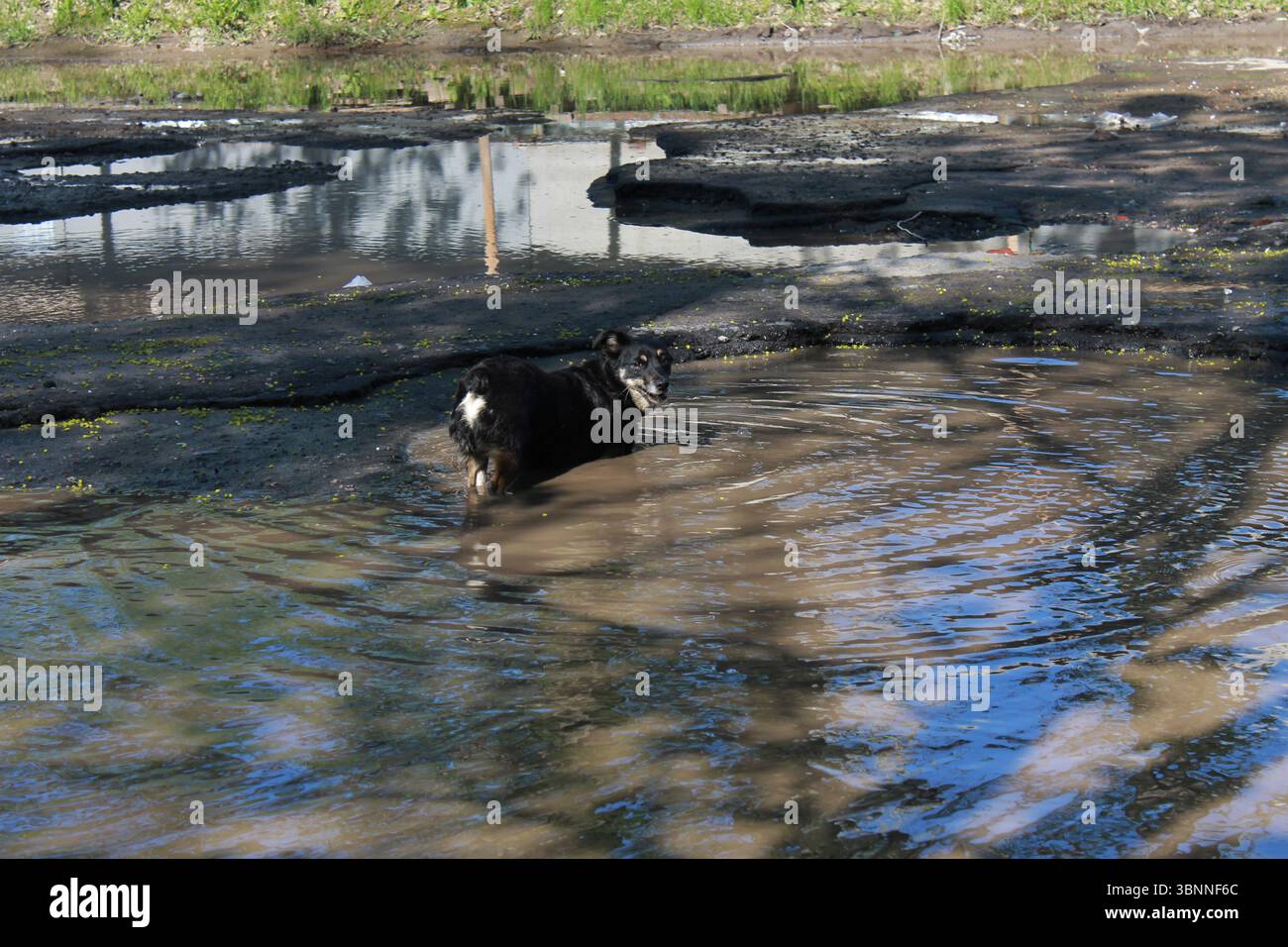 Puddle on rough asphalt hi-res stock photography and images - Alamy