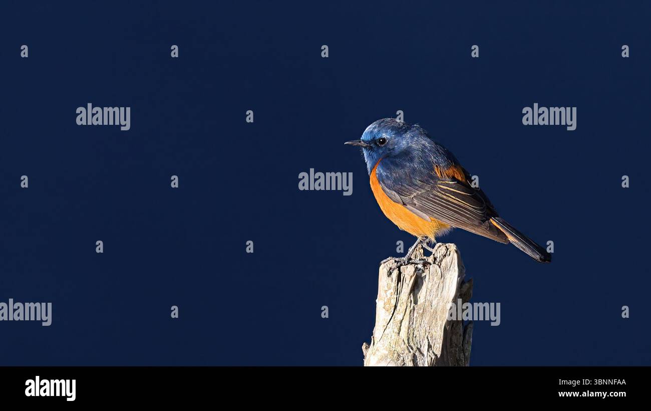 Blue-fronted redstart (Phoenicurus frontalis)beautiful bird of Bhutan ...