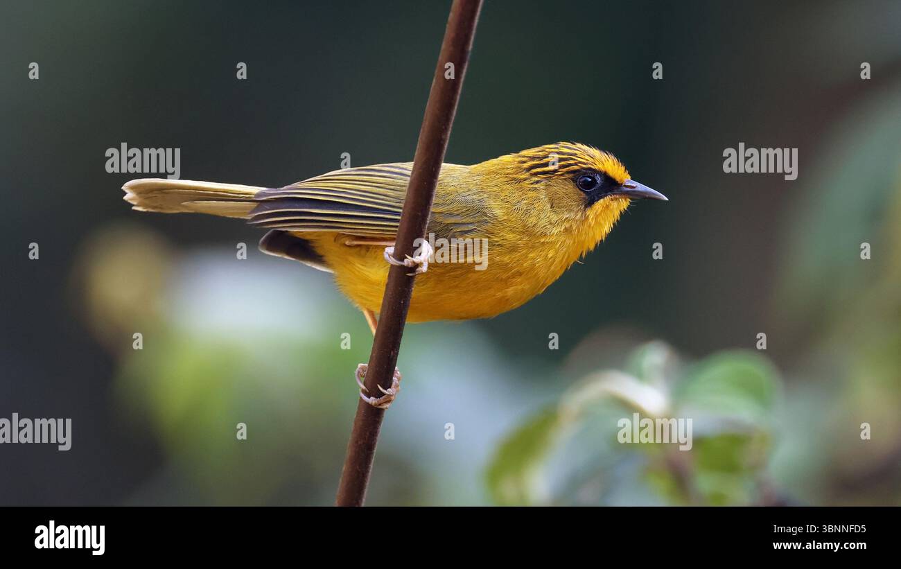Golden babbler (Cyanoderma chrysaeum), bird of Bhutan Stock Photo - Alamy