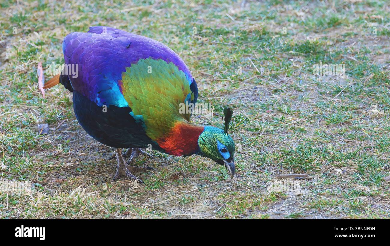 Monal hi-res stock photography and images - Alamy