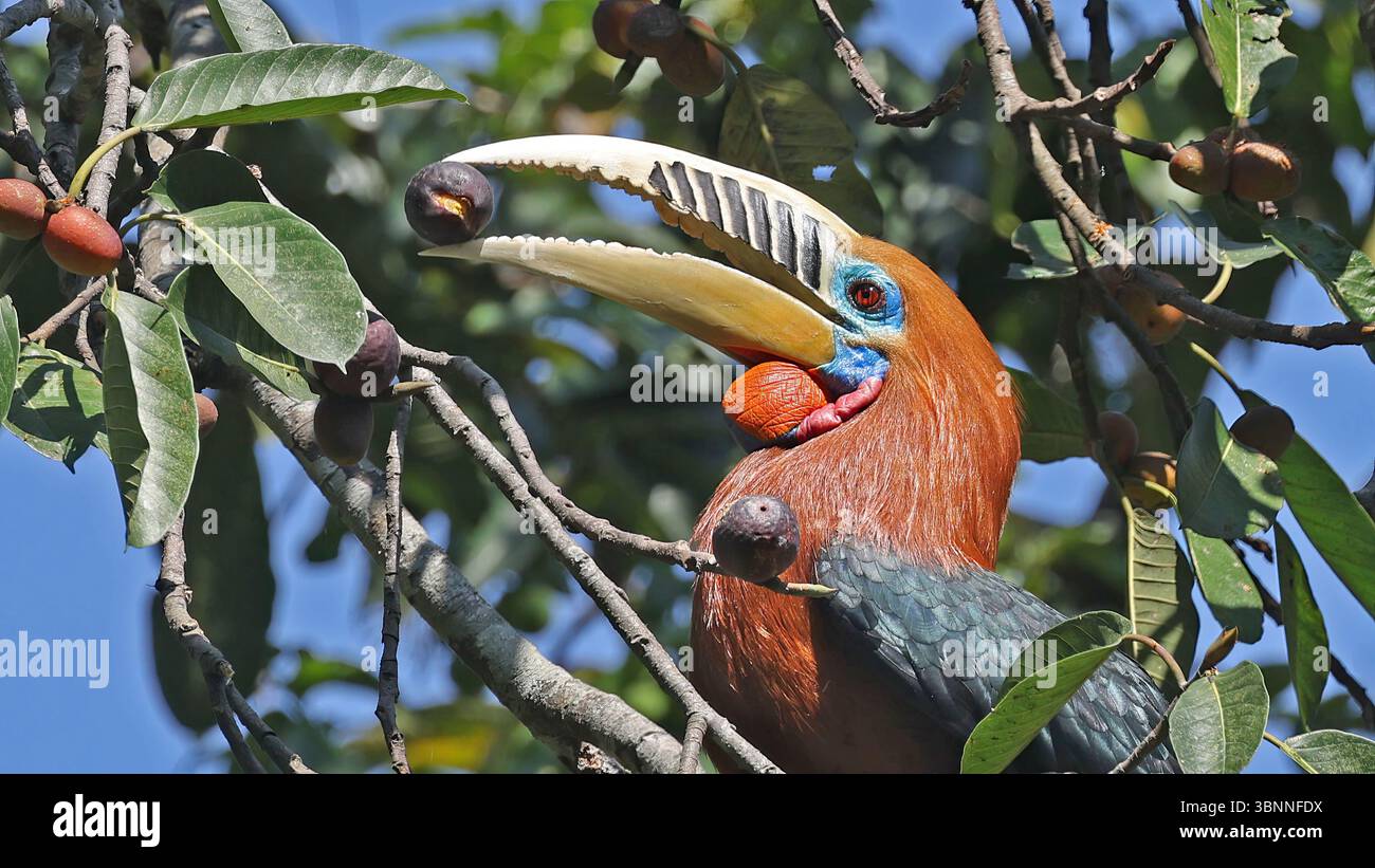 Rufous-necked hornbill male (Aceros nipalensis) eating a fruit, Bhutan ...