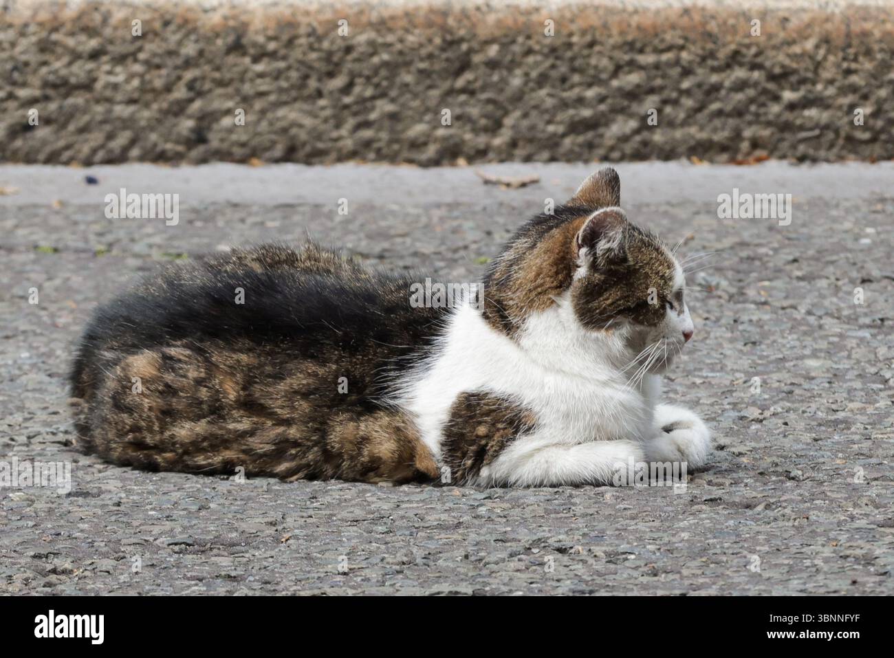 Larry, the cat seen on Downing Street in Westminster, as the Prime ...