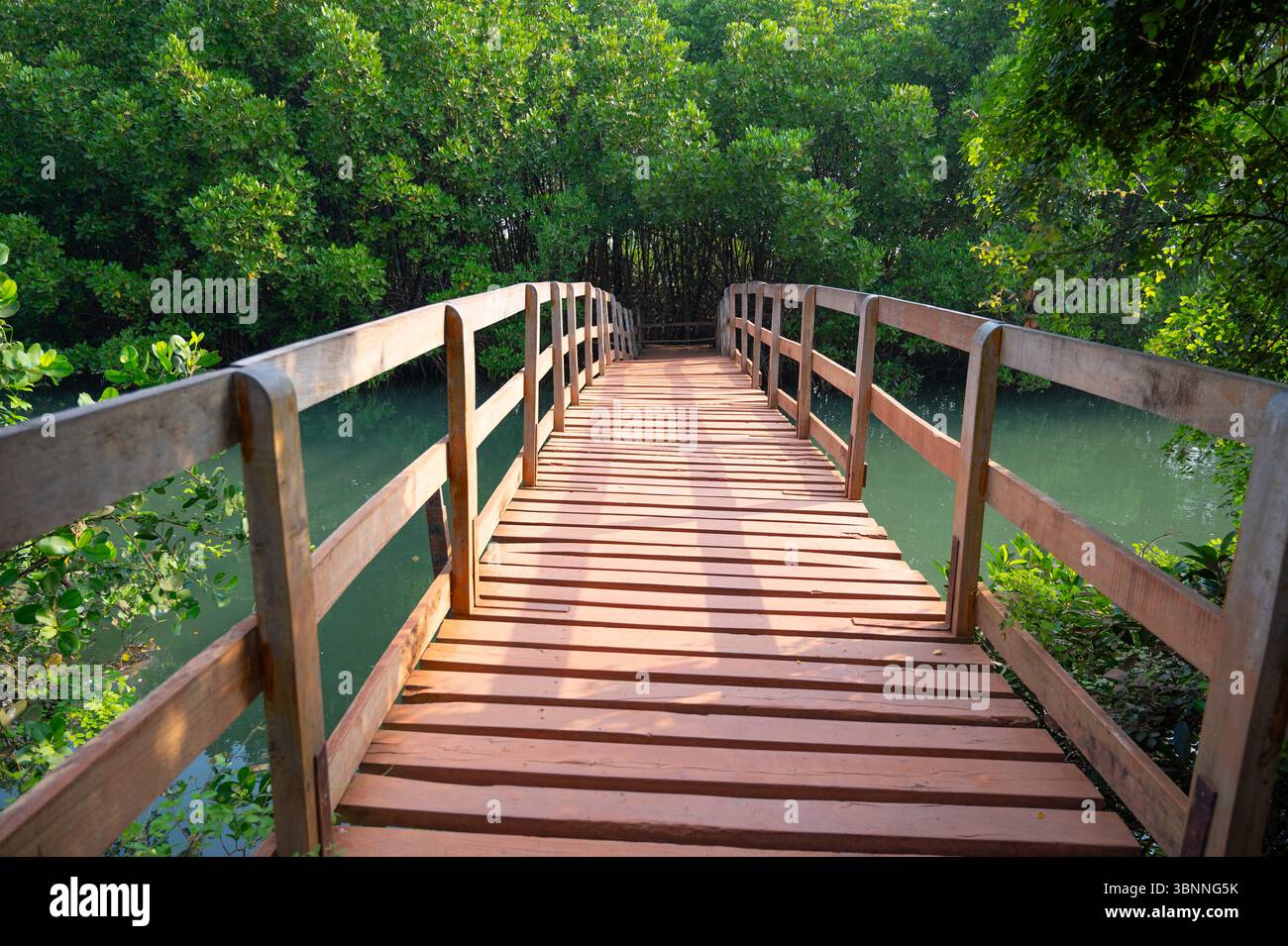 Bridge, Mangroves At Coast Of India, Rhizophora Mangle Red Mangrove ...