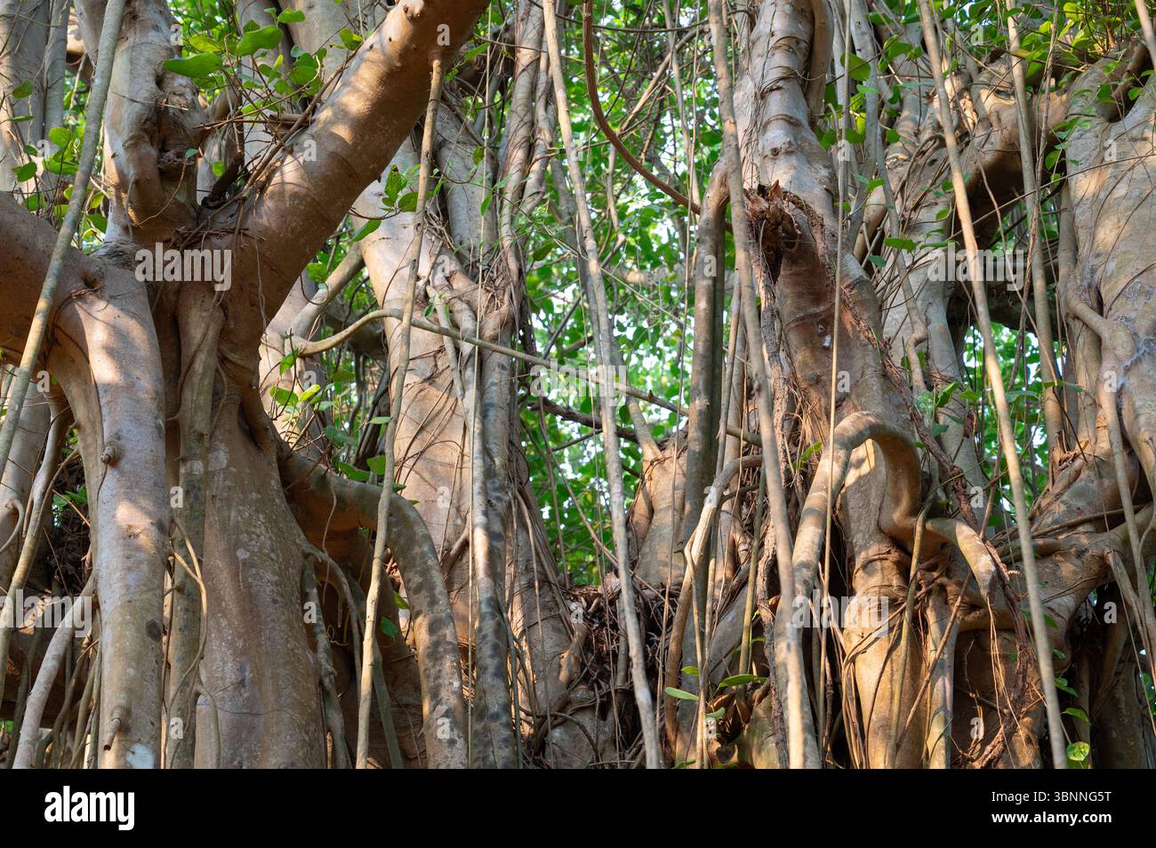Ficus Benghalensis, Banyan Fig, Mangroves In India, Tropical Evergreen ...