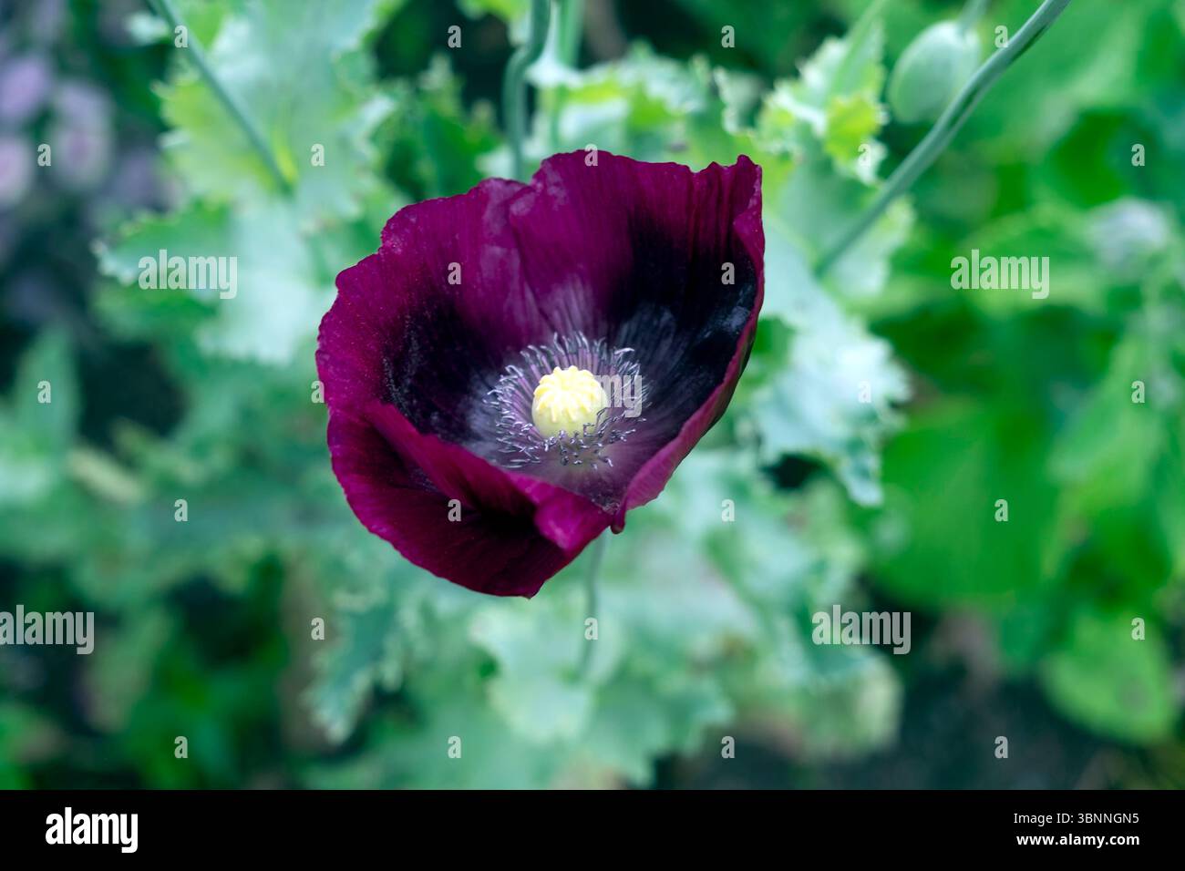'Laurens grape' beautiful mauve purple opium poppy papaver somniferum ...