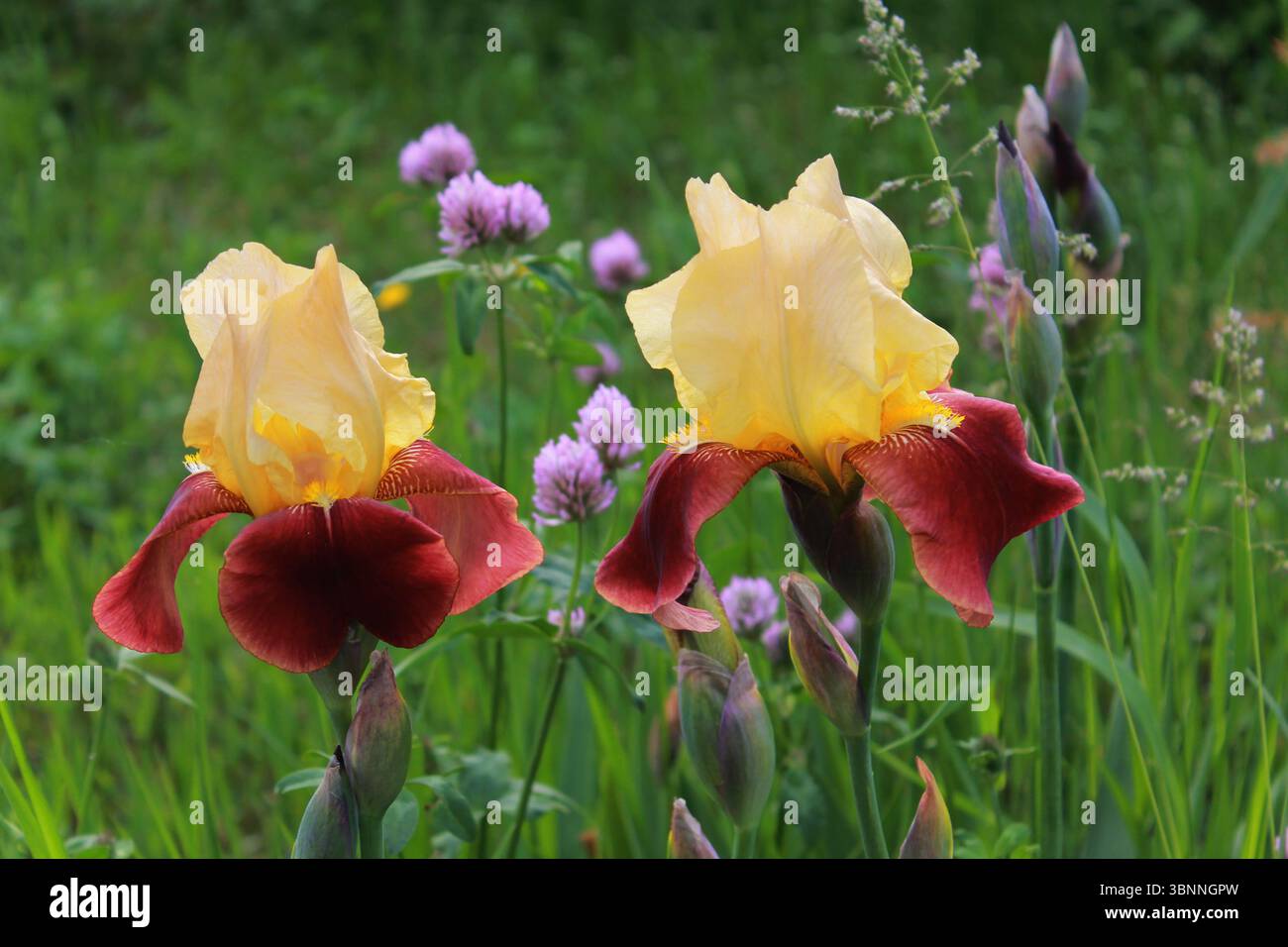 White irises growing in hi-res stock photography and images - Alamy