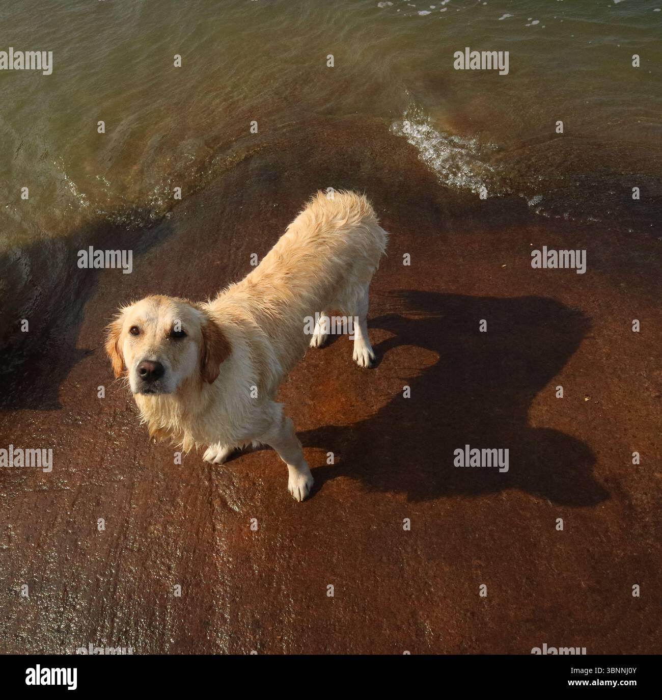 Golden retriever dog in full hi-res stock photography and images - Alamy
