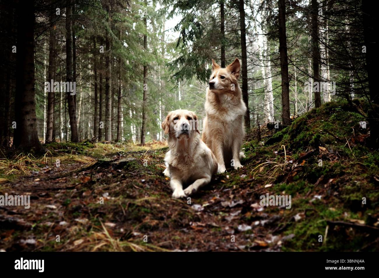 Dogs in the forest hi-res stock photography and images - Alamy