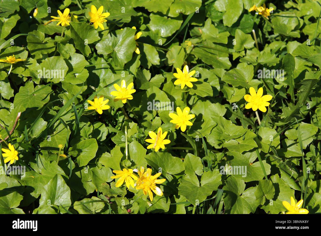 bright-yellow-corollas-of-lesser-celandine-lesser-celandine-ficaria