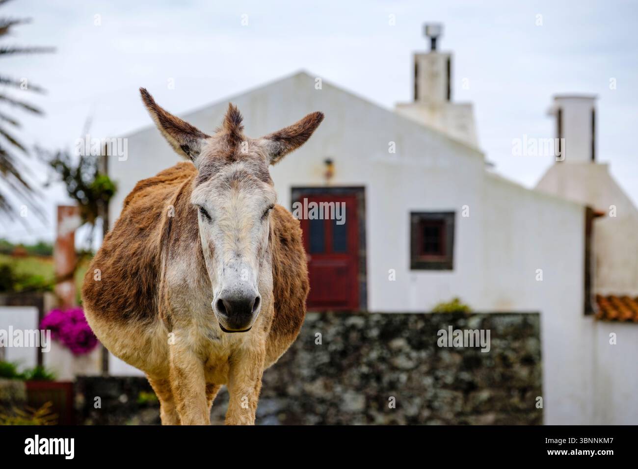 Azorean dwarf donkey, equus asinus, front close-up view, Associação de ...