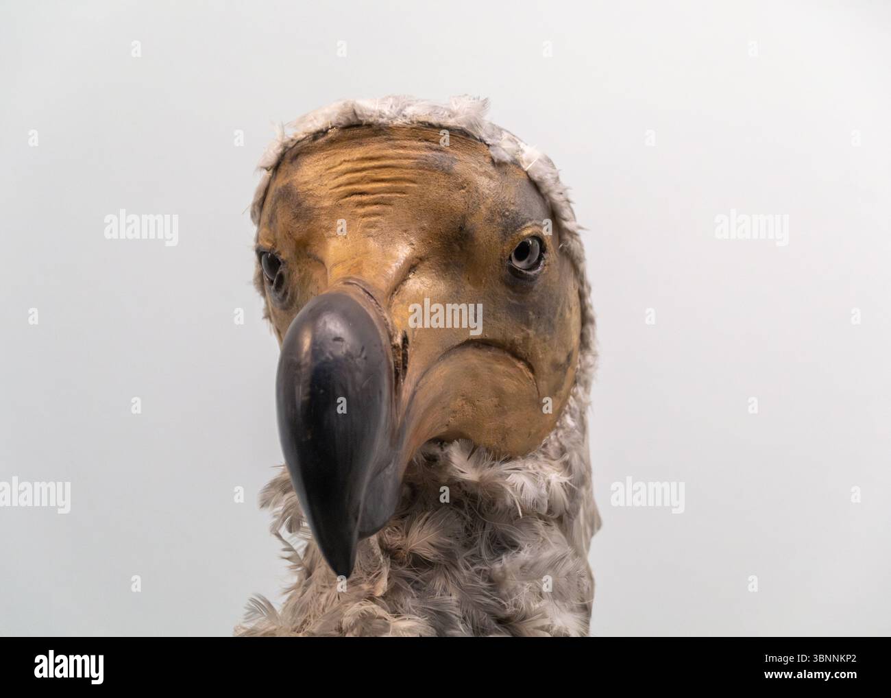 Reconstructed model of Dodo (Raphus cucullatus) displayed at the London ...
