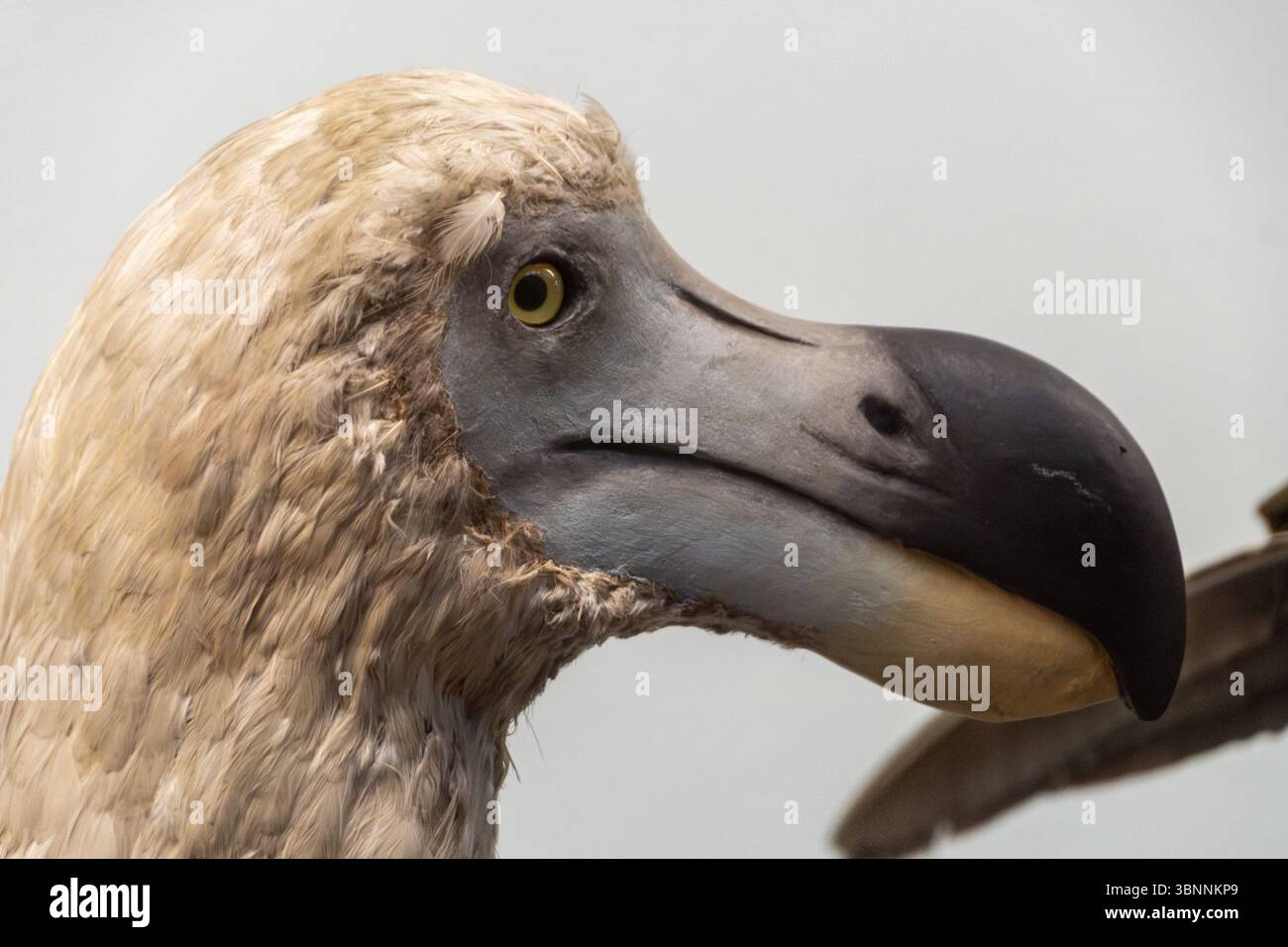 Reconstructed model of Dodo (Raphus cucullatus) displayed at the London ...