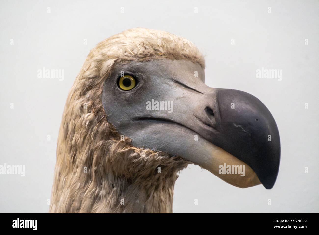 Reconstructed model of Dodo (Raphus cucullatus) displayed at the London ...