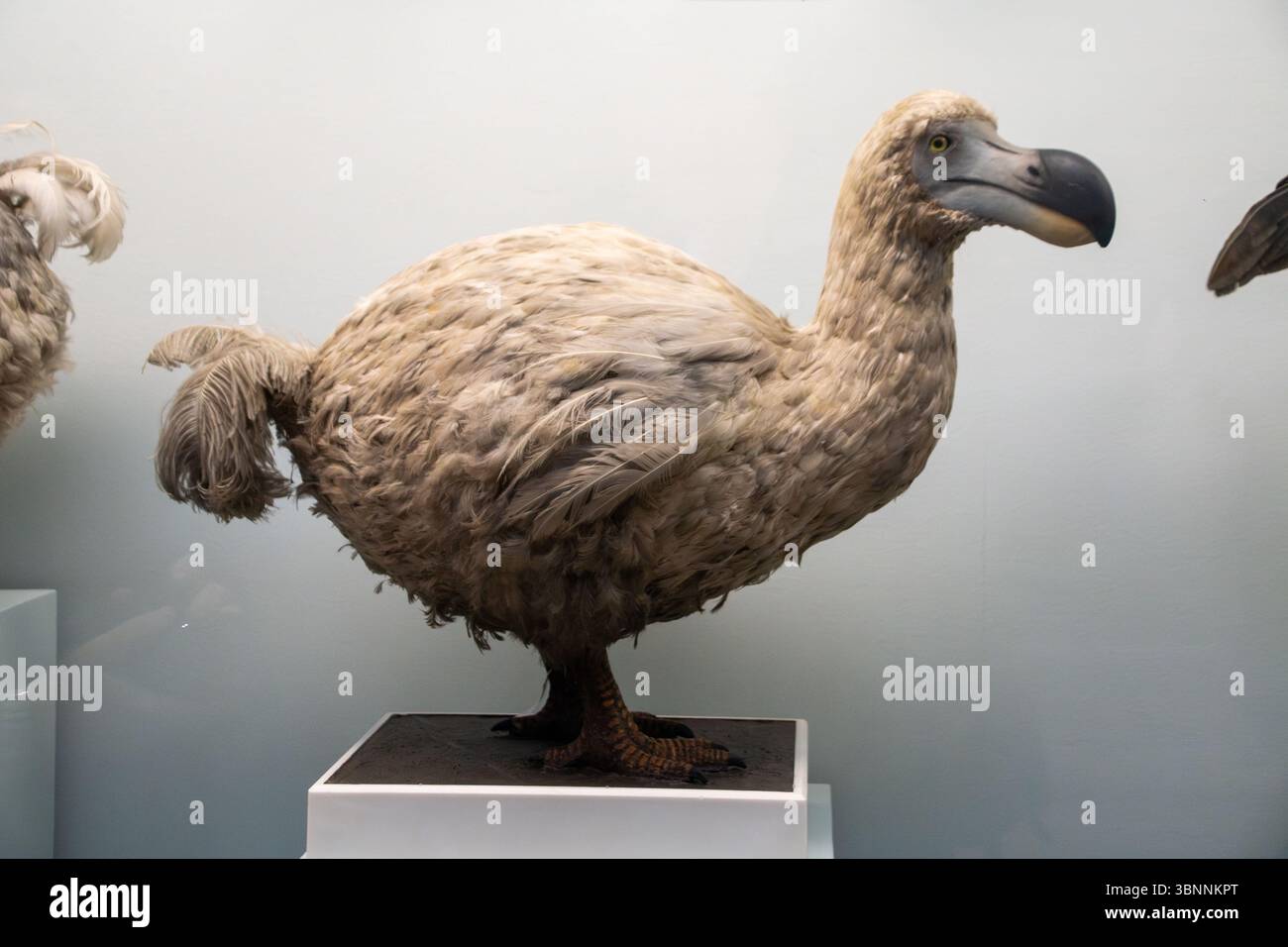 Reconstructed model of Dodo (Raphus cucullatus) displayed at the London ...