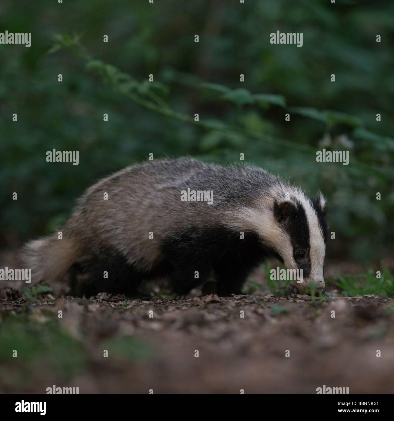 Wild European Badger (Meles meles) searching for food in natural ...