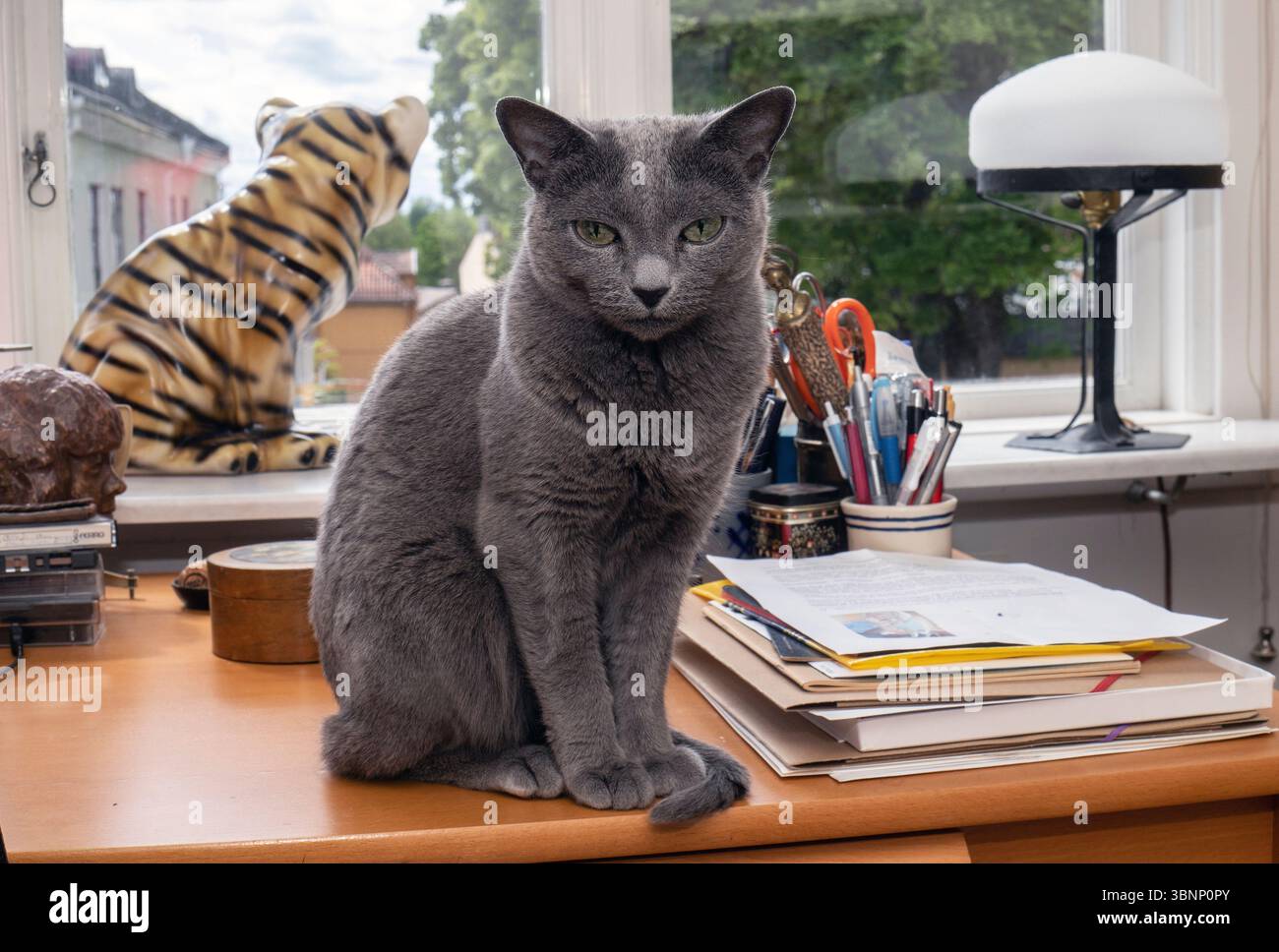 A Russian Blue cat pasha is posing on a desk with a yellow porcelain ...
