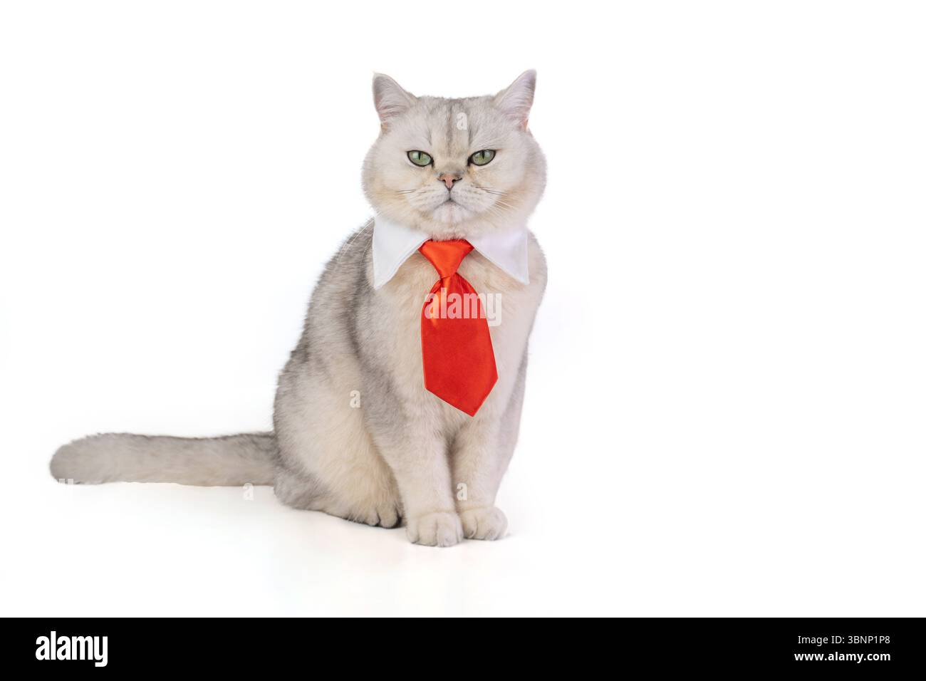 Sophisticated cat Cut Out Stock Images & Pictures - Alamy