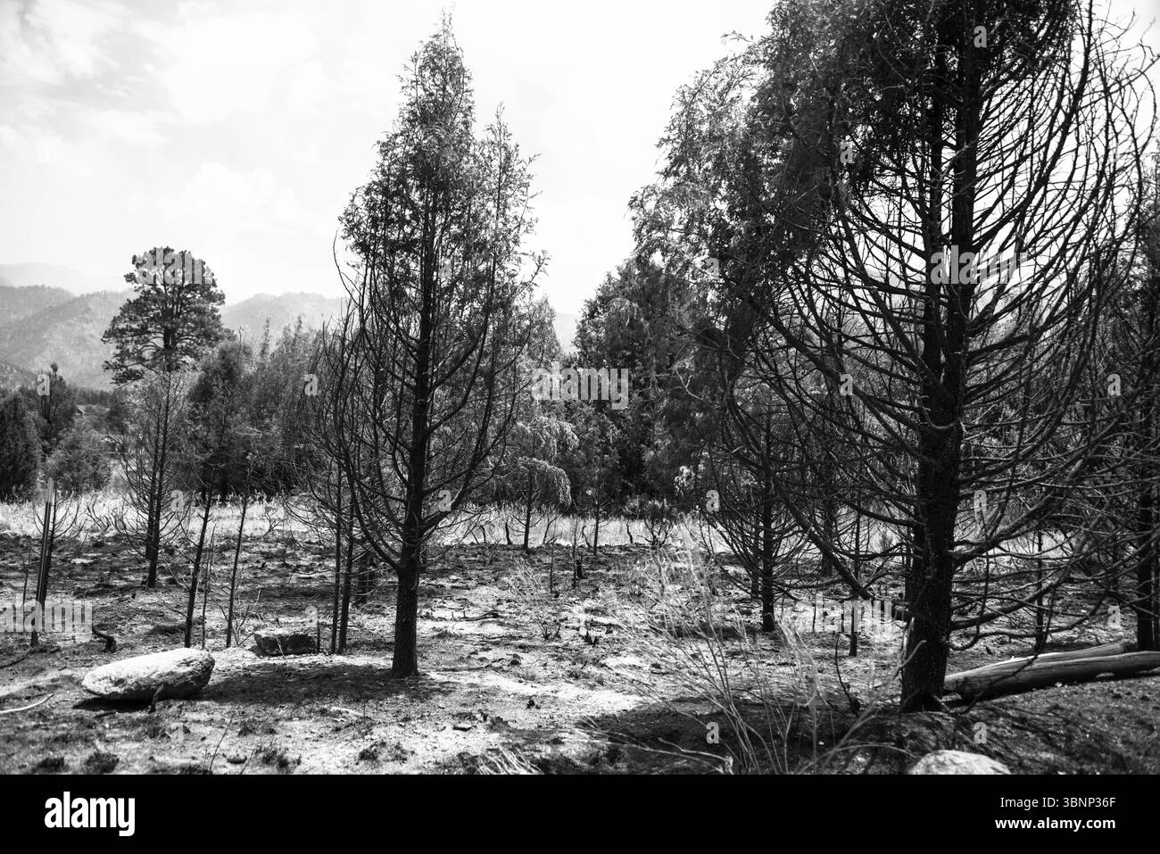 Trees left black and charred after a devastating wildfire hit the Pine ...