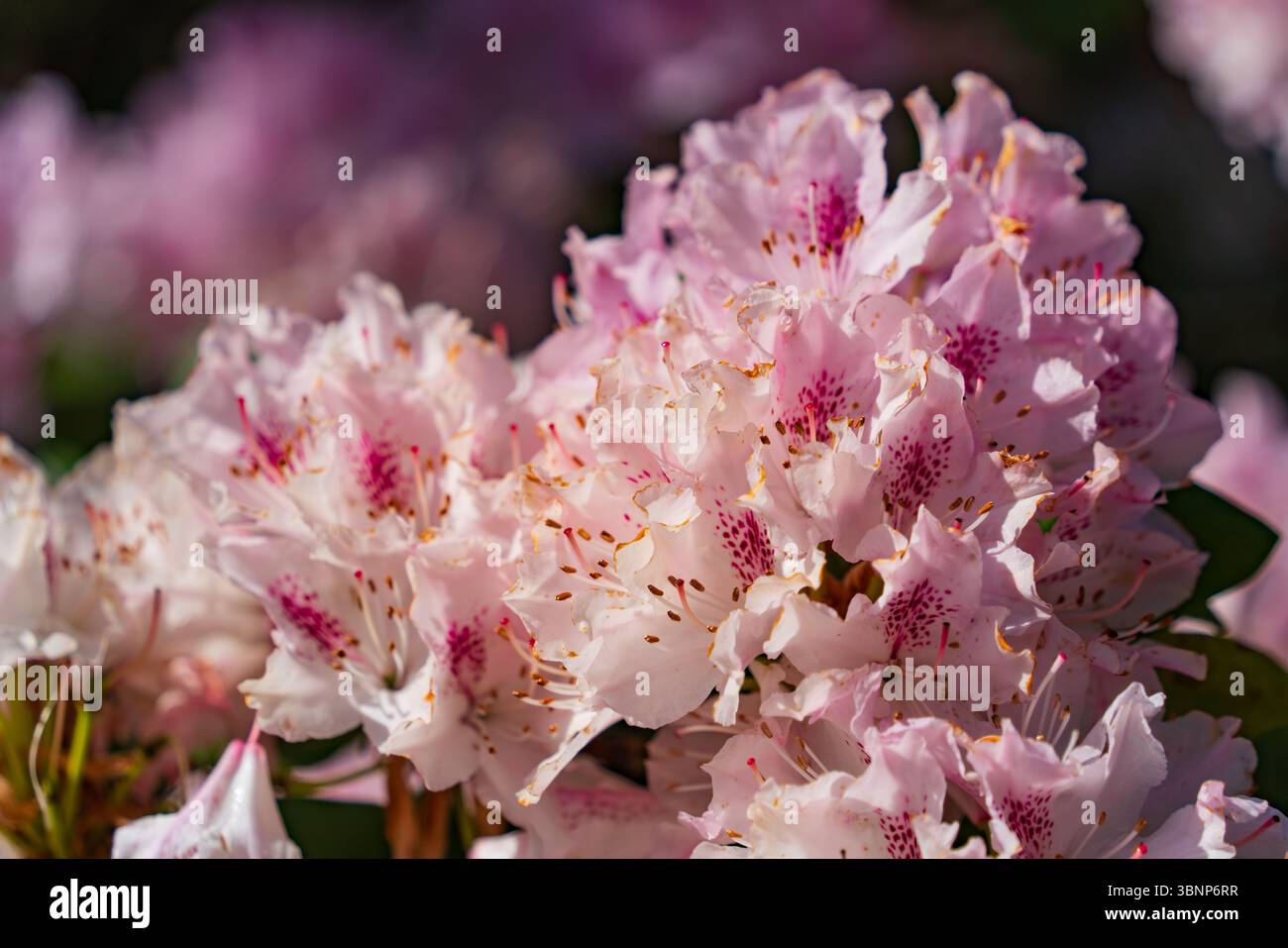Rhododendrons at Butchart Gardens in Brentwood Bay on Vancouver Island ...