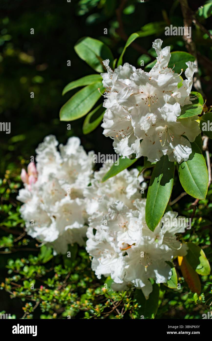 Rhododendrons at Butchart Gardens in Brentwood Bay on Vancouver Island ...