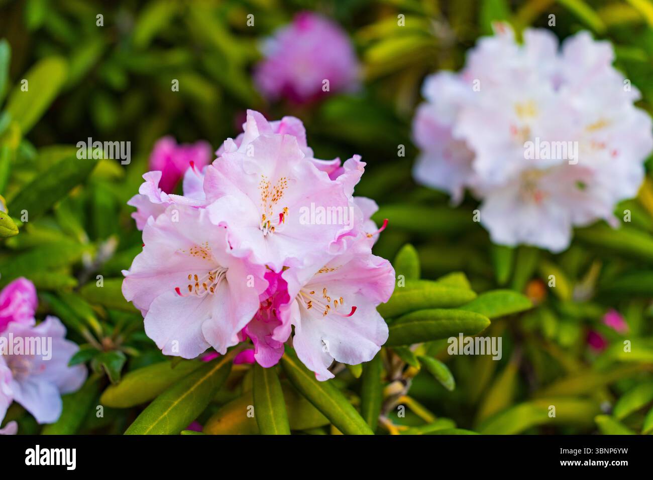 Rhododendrons at Butchart Gardens in Brentwood Bay on Vancouver Island ...