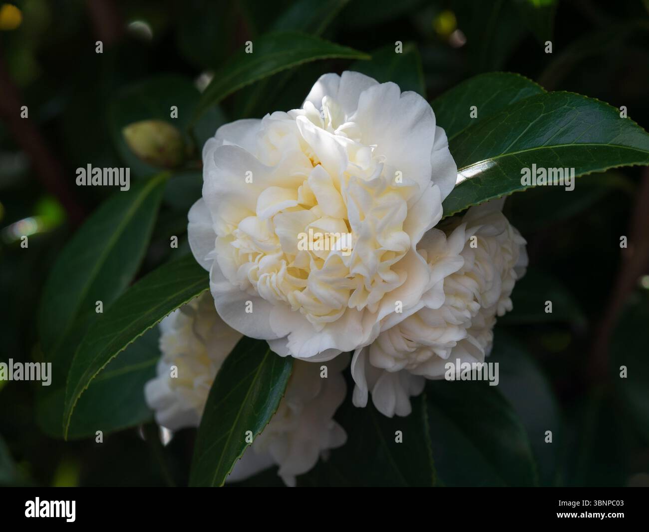 Gorgeous snowy white double bloom Camellia flowers Stock Photo - Alamy