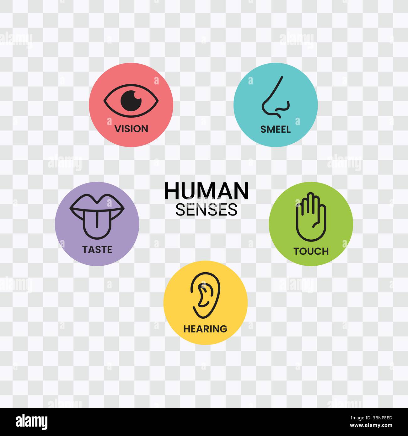 Human Senses Icons: Vision, Smell, Taste, Touch, Hearing Stock Vector ...