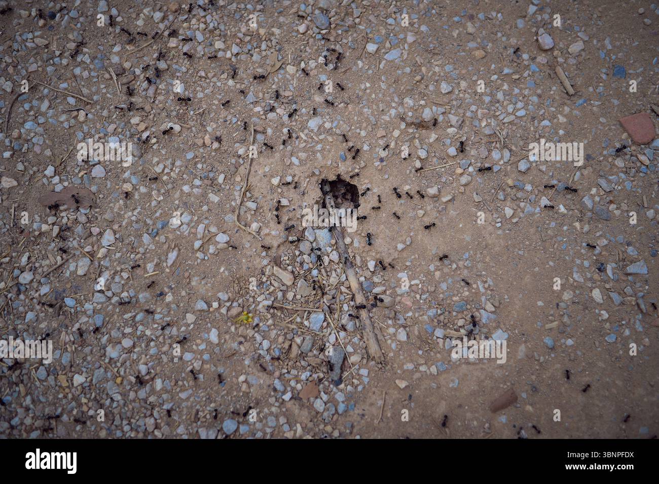 Underground ant nest hi-res stock photography and images - Alamy