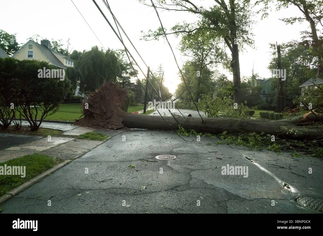 Plainfield, New Jersey, USA. 3rd July, 2025. Power lines and trees are ...