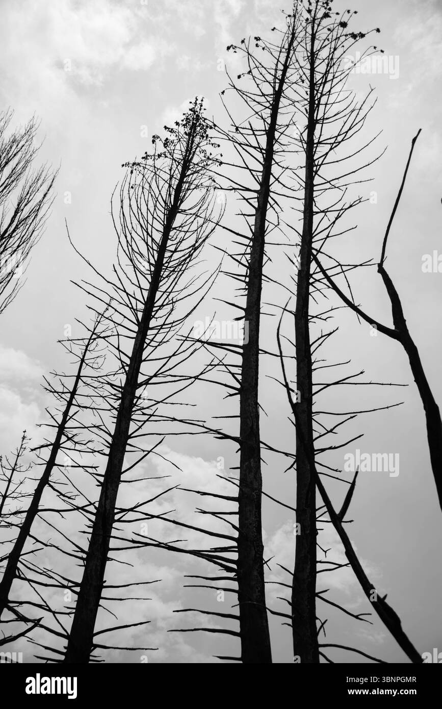 Smoke ashes after forest fire Black and White Stock Photos & Images - Alamy