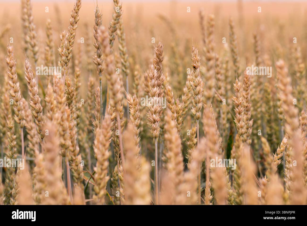 Mature wheat swaying in wind hi-res stock photography and images - Alamy