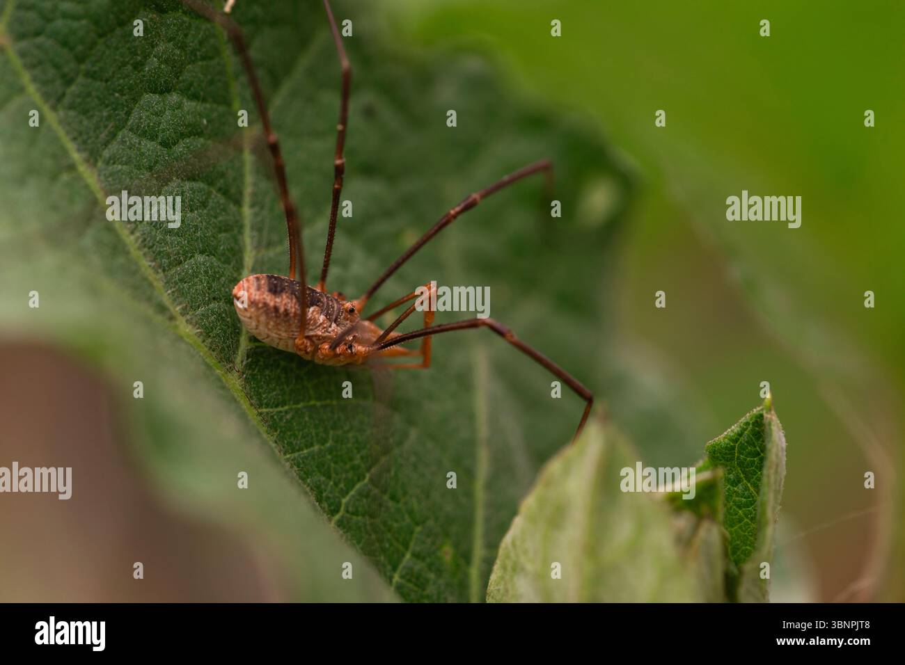 Macro photo harvestman opiliones hi-res stock photography and images ...