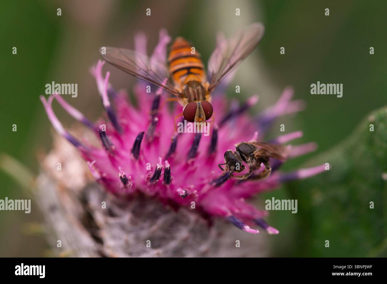 Hoverfly and bee in detailed macro feeding on a vivid purple-pink ...