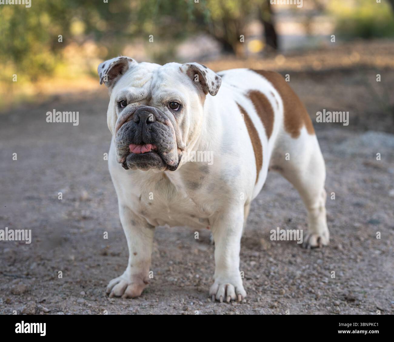 English british pose posing hi-res stock photography and images - Alamy