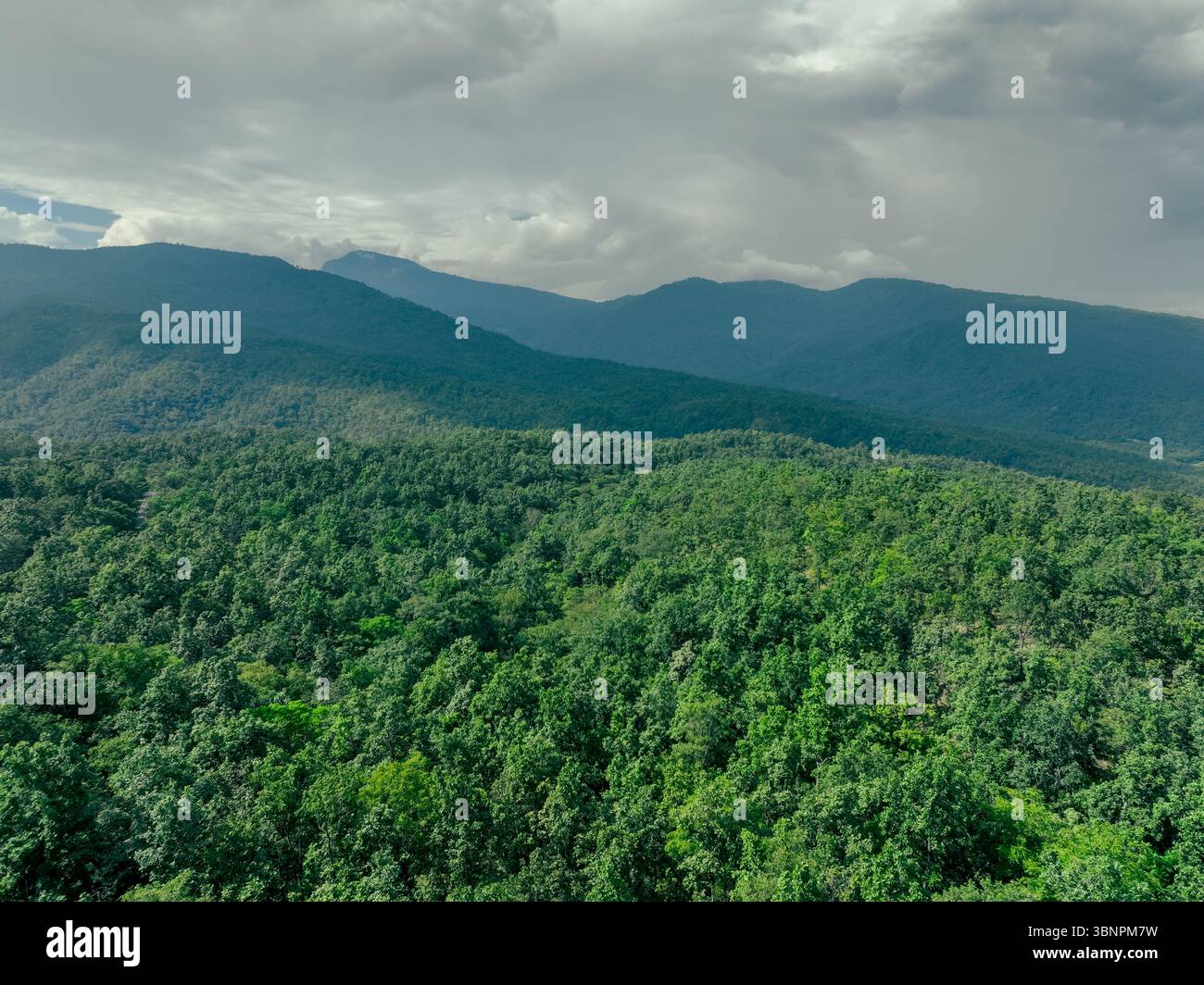 Sustainable mountain forest. Dense green trees capture carbon emissions ...
