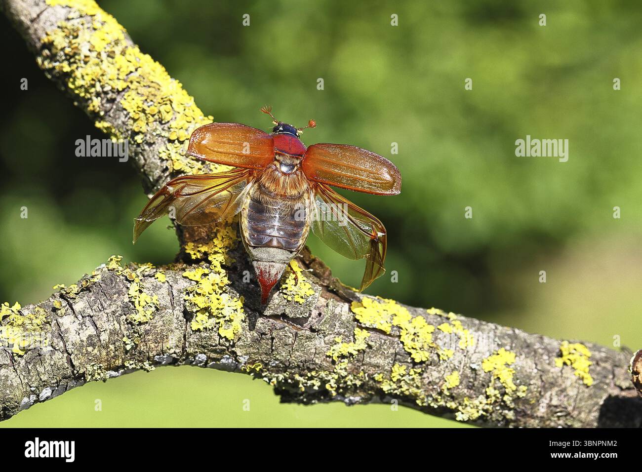 May beetle, wood cockchafer (Melolontha hippocastani), female with ...